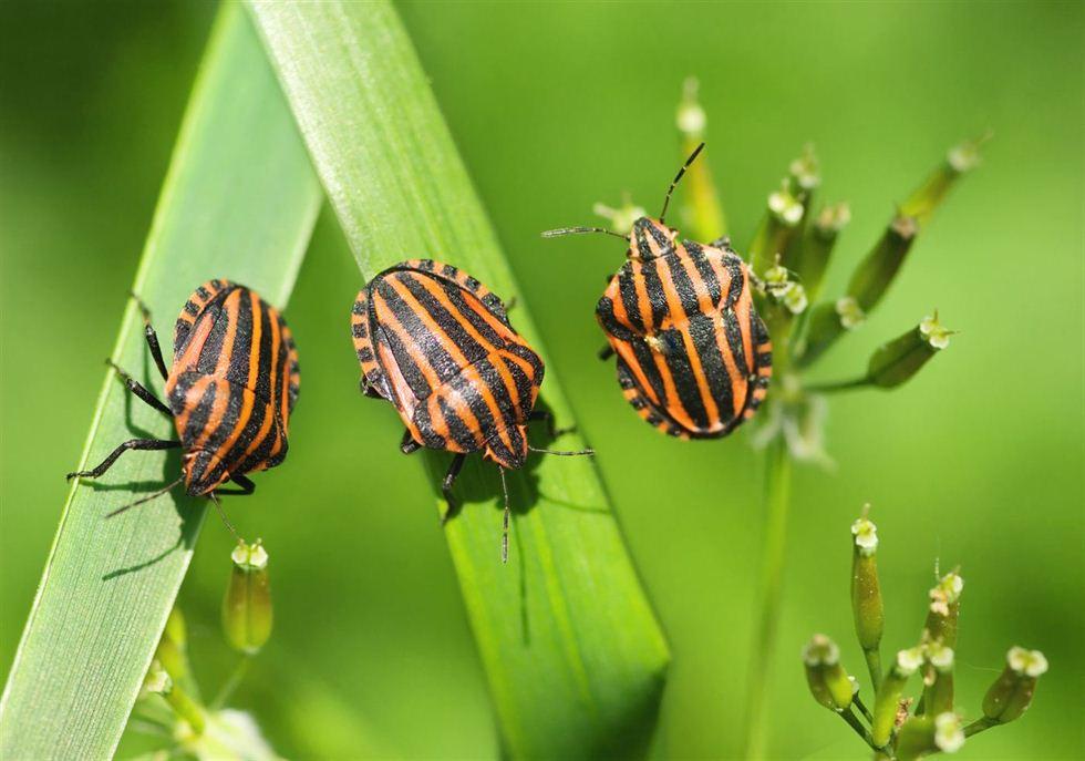 What Kinds Of Bugs Come Out In The Spring - Gilles Lambert Pest Control